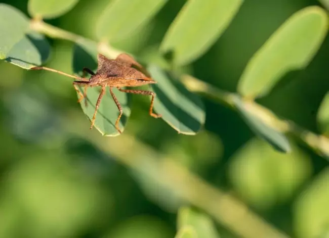 Cómo deshacerse de los insectos de calabaza