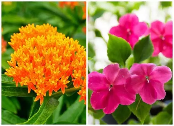 Butterfly Weed and Impatiens