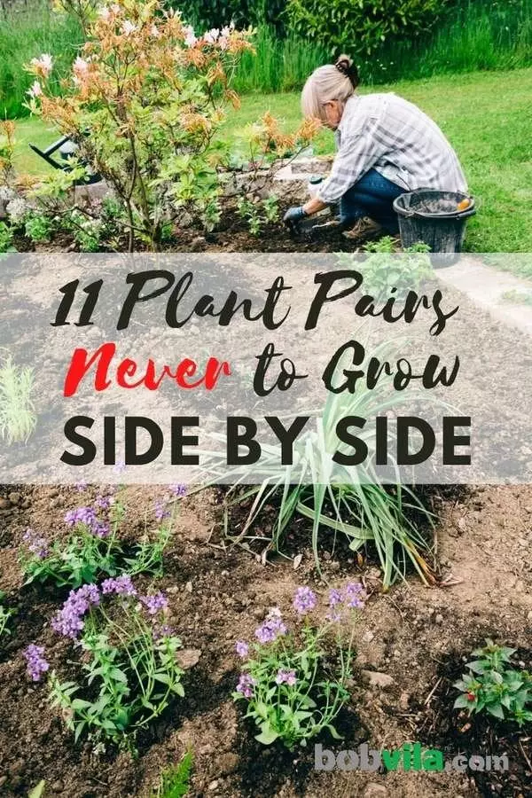11 рослин, які ви ніколи не повинні рости поруч