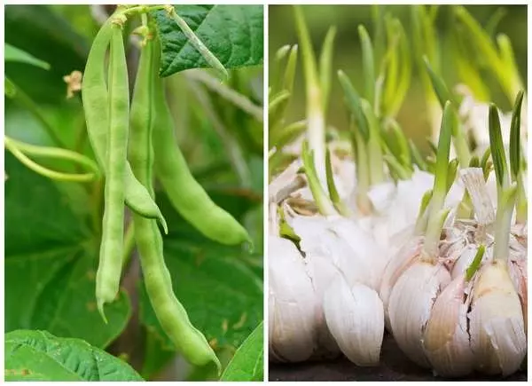 Beans uye Garlic