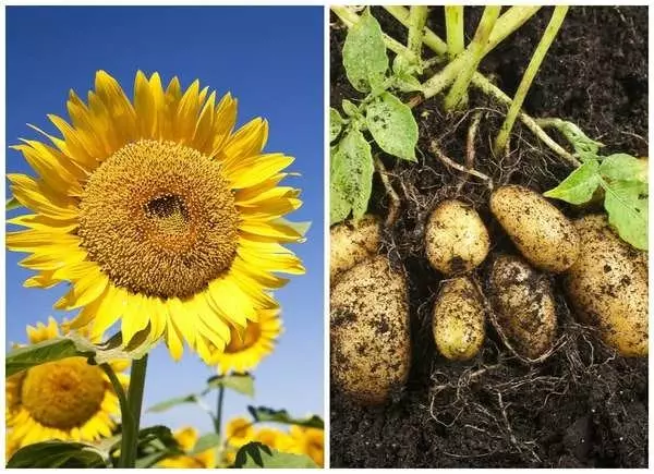Floarea soarelui și cartofii