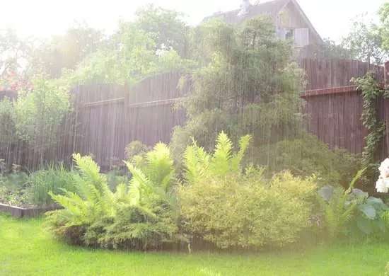 بارندگی در باغ