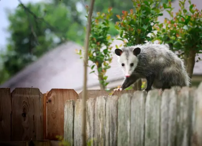 Opossums na-eri akọrọ