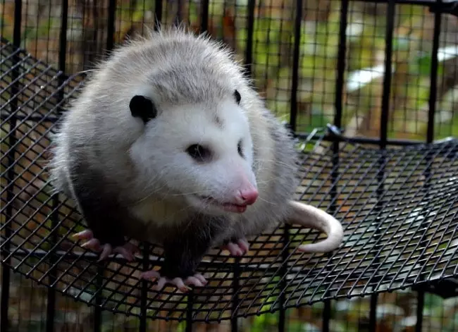 opossums ticks খায়