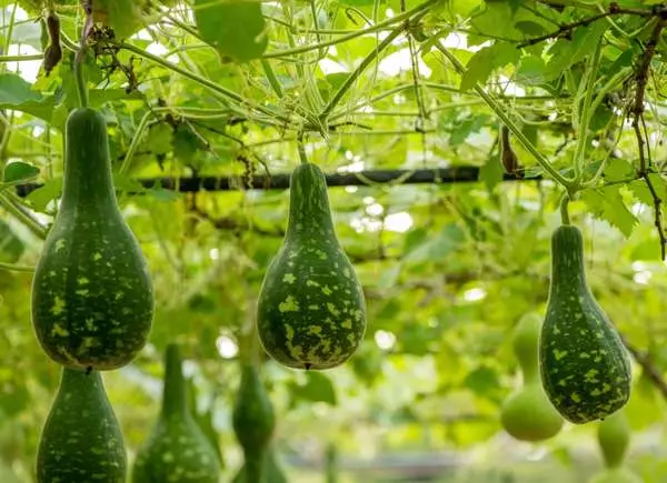 ڀاڄي trellis gourds