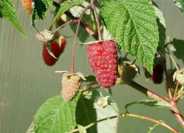 makkelijke eetwaren moestuin