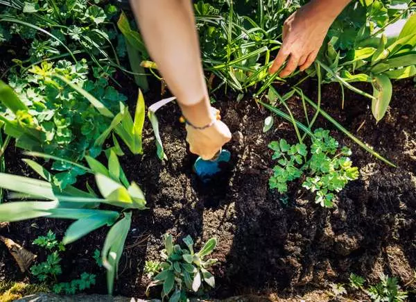 plantează împreună ca legumele