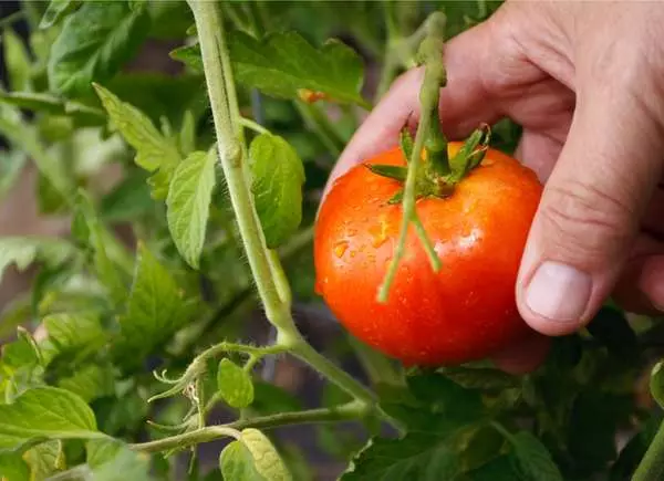 plantează legumele preferate