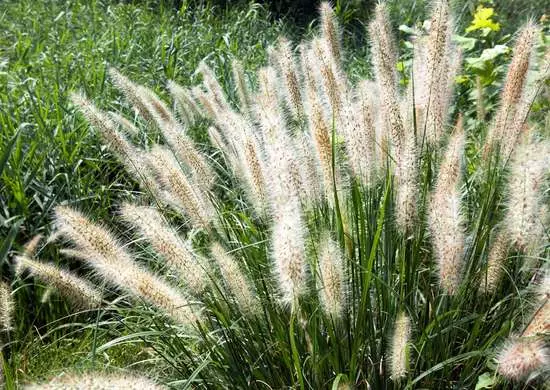 Фонтанная трава