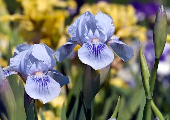 Uburebure burebure Iris