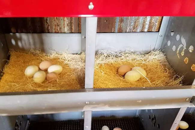 Eng yaxshi Nest Box opsiyalari