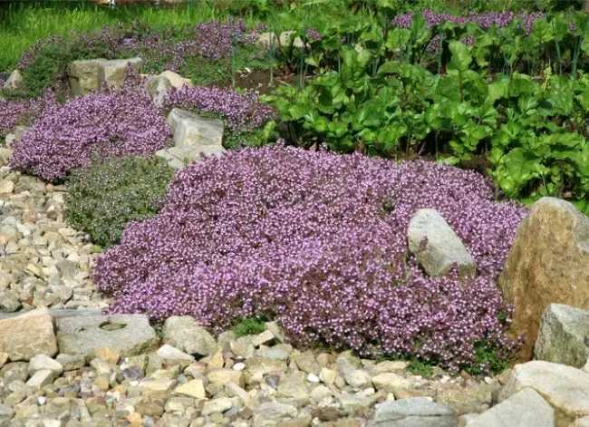 rumput thyme menjalar ungu dengan batu