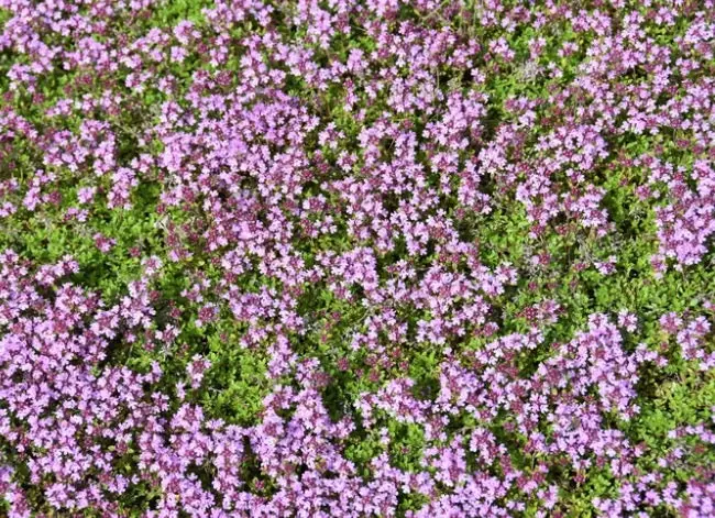 bunga rumput thyme yang menjalar