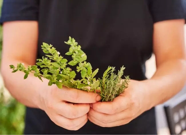 penuaian rumput thyme yang menjalar