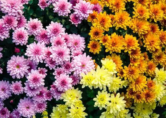 Alergi Chrysanthemum