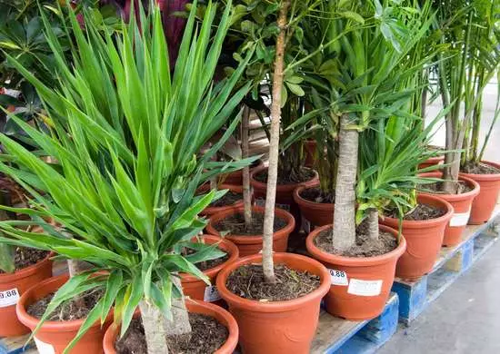 Palm Tree Allergies