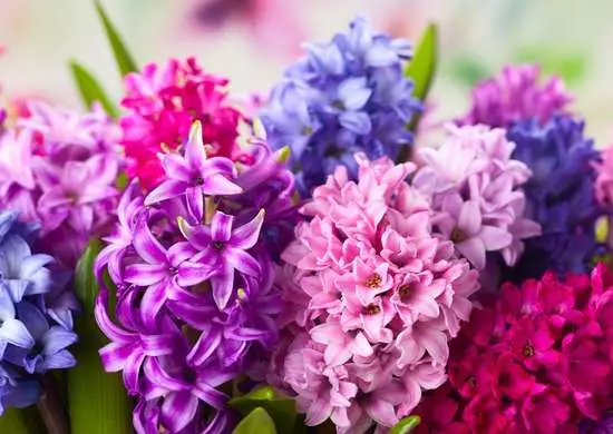 ພູມແພ້ Hyacinth