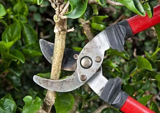 Lisebelisoa tsa ho Pruning