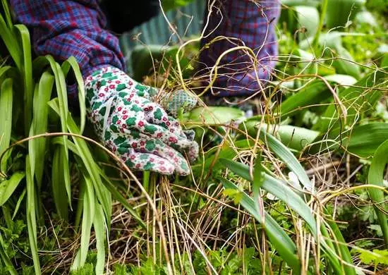 Weeding Garden