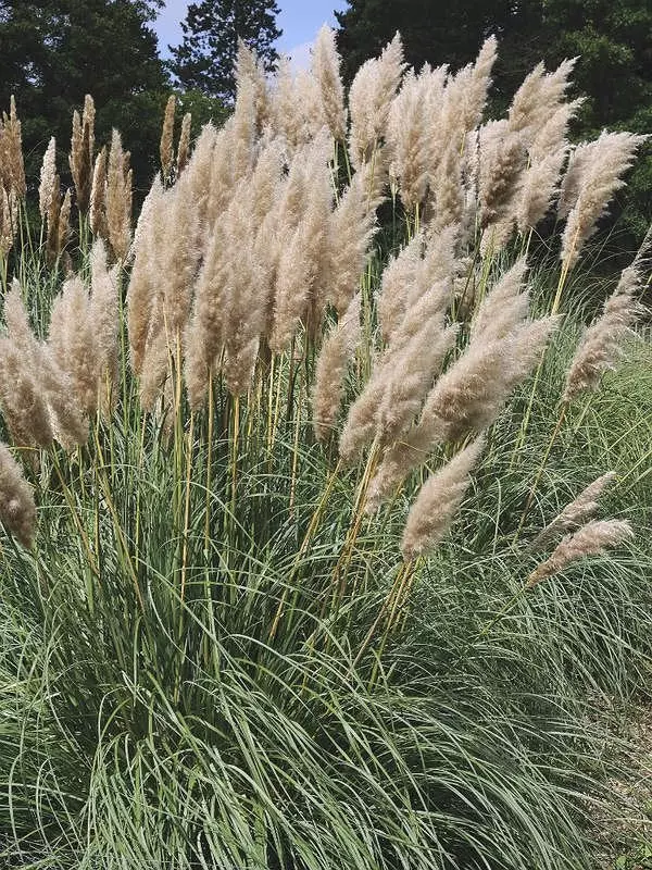 Ornamental Grass: Pampas Grass
