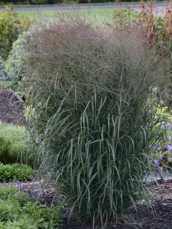 Ornamental Grasses: Hot Rod Switch Grass