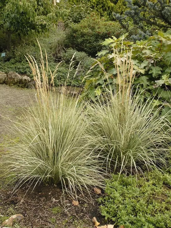 Ornamental Grass: Feather Reed Grass