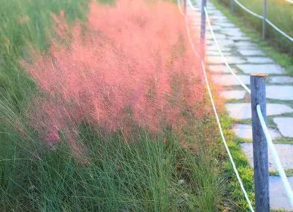 Ingca yokuhombisa: IRegal Mist Pink Muhly Grass