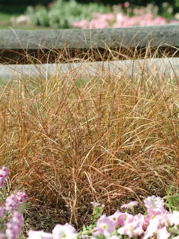 Ornamental Grass: Stipa Grass