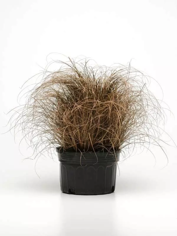 Ornamental Gräser: Carex Bronco