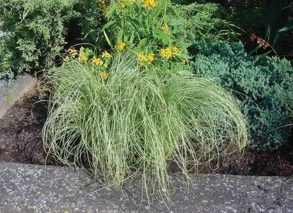 Ornamental Grass: Carex Amazon Mist