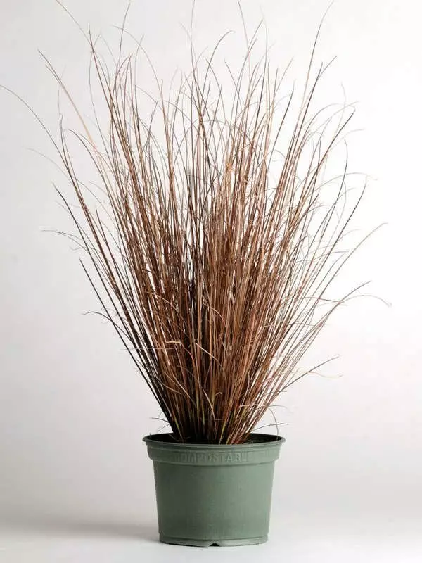 Ornamental gers: Carex Red Rooster