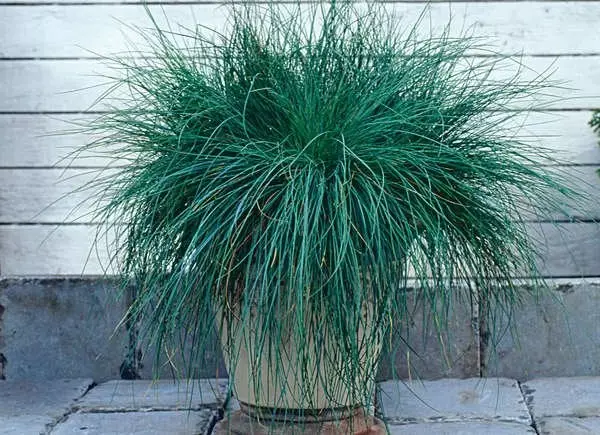 Декоративни треви: Синя власатка