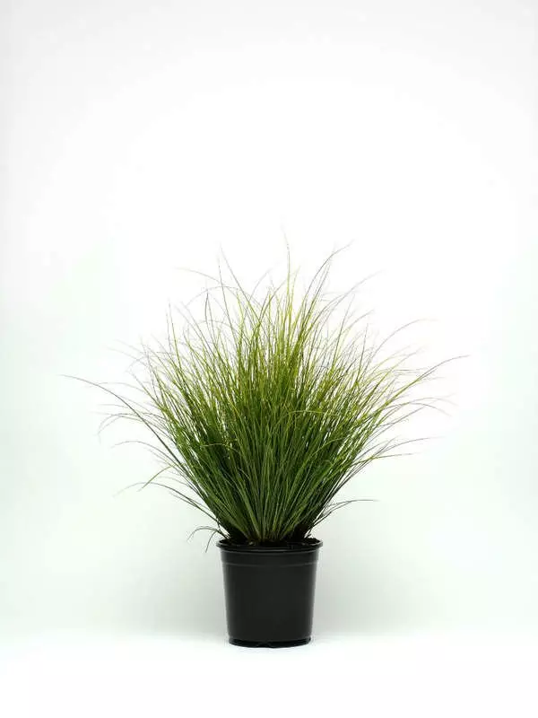 Bezeg otlary: “Carex Feniks Green”