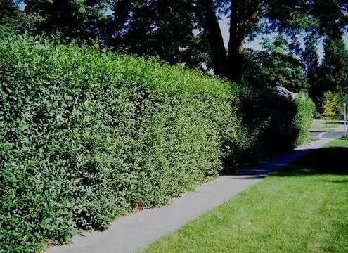 Villagewalkbonita-Privet-hedgerow