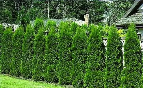 Growing Hedgerows - Privacy