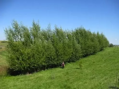 Growing Hedgerows - Windbreak