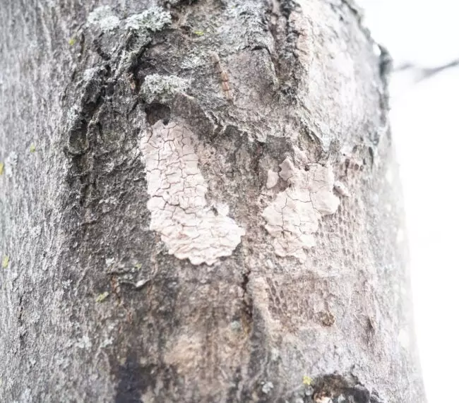 Spotted Lanternfly tuxum massasining yaqindan surati, Berks okrugi, Pensilvaniya