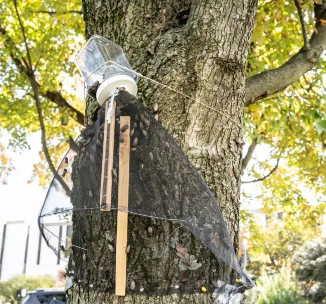 Val ontworpen om gevlekte lantaarnvliegen te vangen, Berks County, Pennsylvania