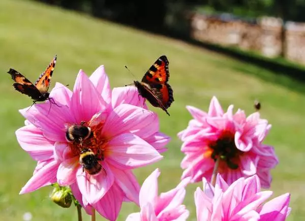 Bloemen met bijen en vlinders