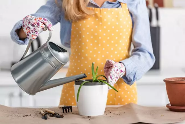 As mellores opcións de macetas para plantas de aloe