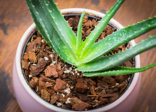 Les meilleurs pots pour les options de plantes d'aloès