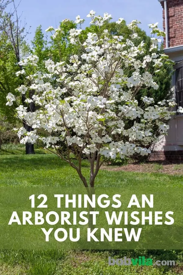 Consellos para o coidado das árbores dun arbolista