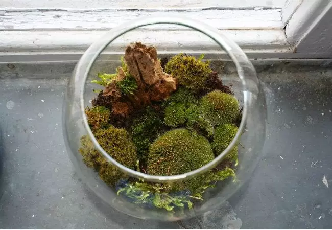 የከሰል አጠቃቀሞች - Terrarium ያድጉ