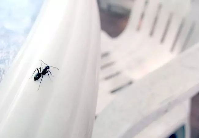 घरामागील बार्बेक्यू कीटक प्रतिबंध - मुंग्या अंगण