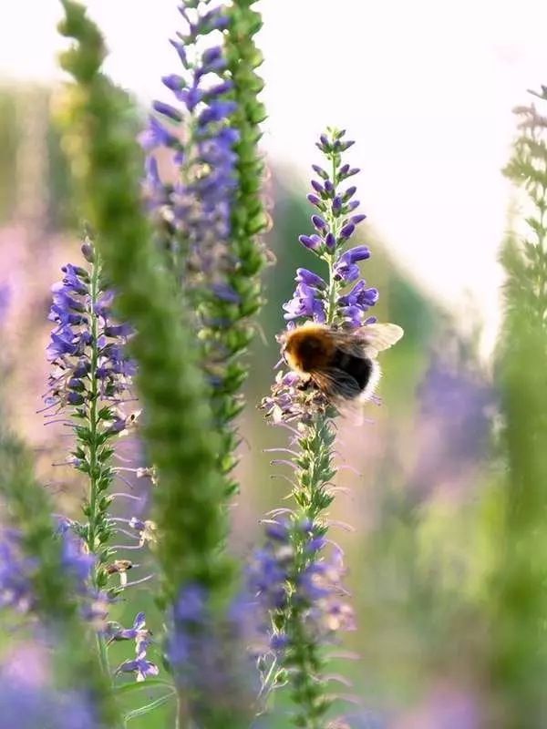 Plant pollinator tún