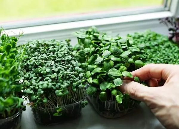 Growing microgreens