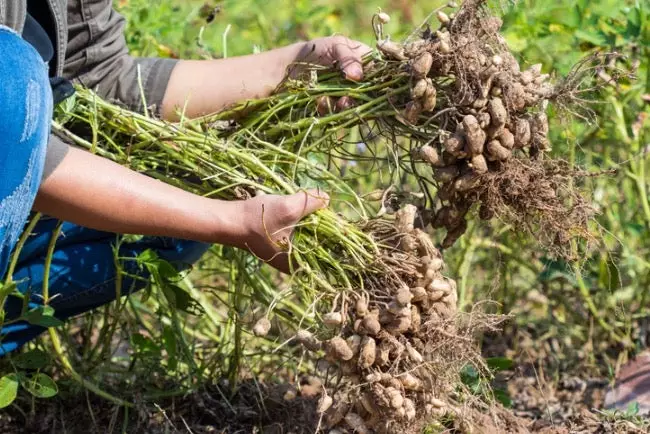 Táto jedna plodina vám môže poskytnúť najlepšiu zeleninovú záhradu 8092_1