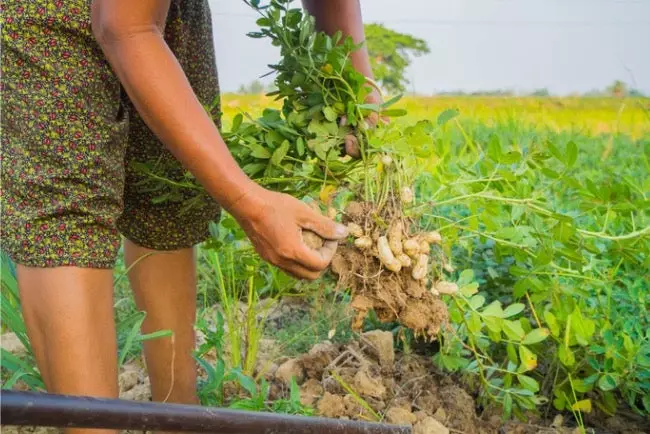 Tanduran Iki Bisa Menehi Kebon Sayuran Paling Apik Sampeyan 8092_3