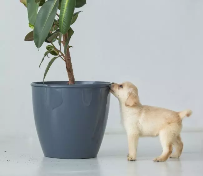 щенок смотрит на комнатное растение