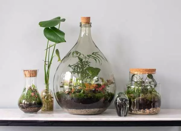 Mini Ngarep Terrariums